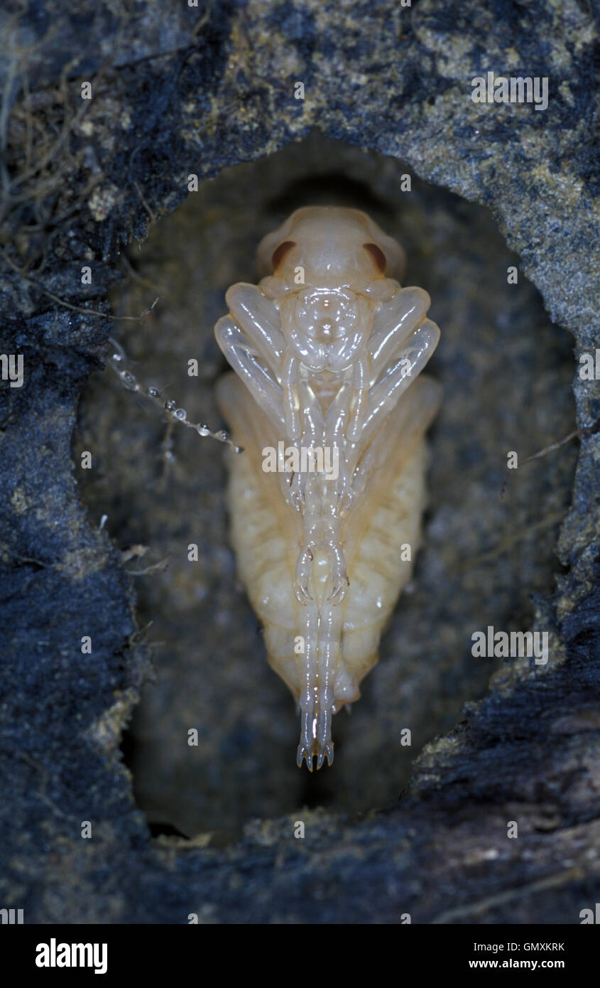 Pupa Underground High Resolution Stock Photography and Images - Alamy