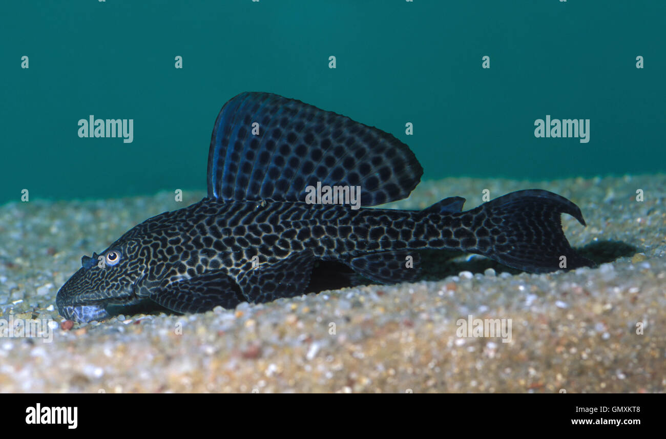 Plecostomus Stock Photos & Plecostomus Stock Images - Alamy