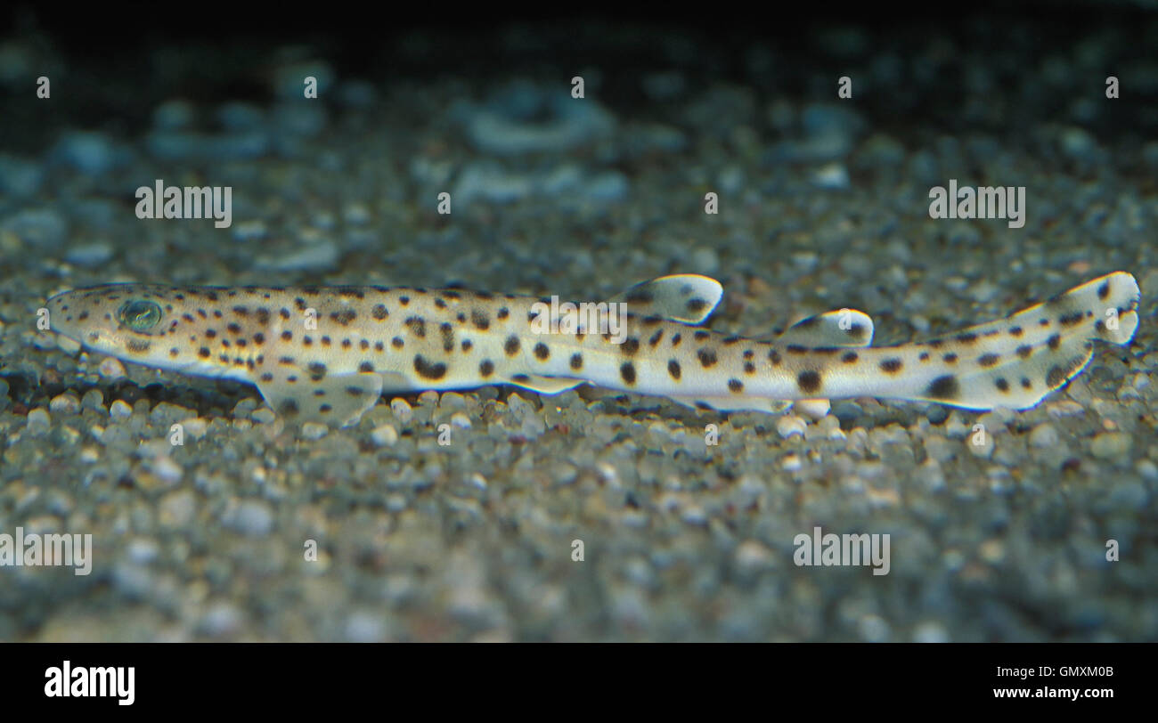 Dogfish High Resolution Stock Photography and Images - Alamy