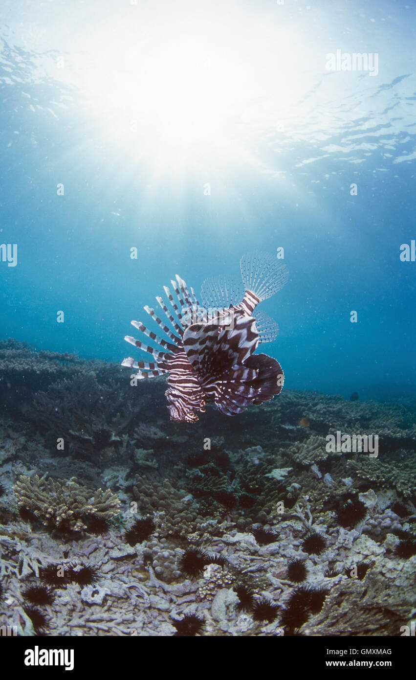 Devil Fishes High Resolution Stock Photography and Images - Alamy