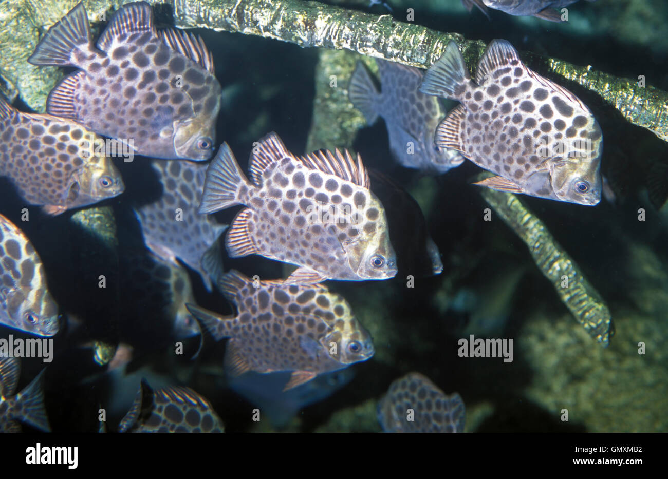 Spotted Scat High Resolution Stock Photography and Images - Alamy