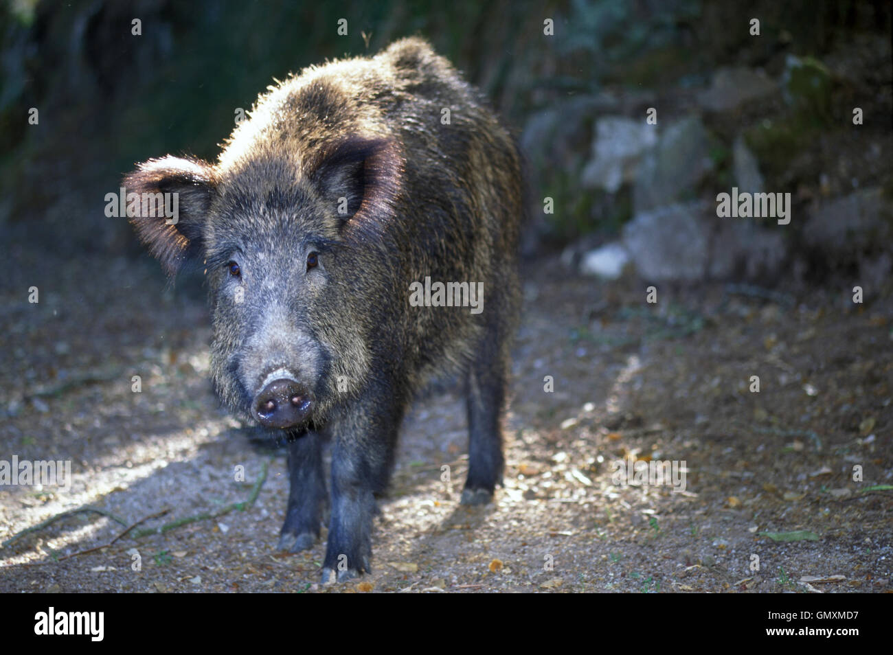 The European Boar Sus Scrofa High Resolution Stock Photography and ...