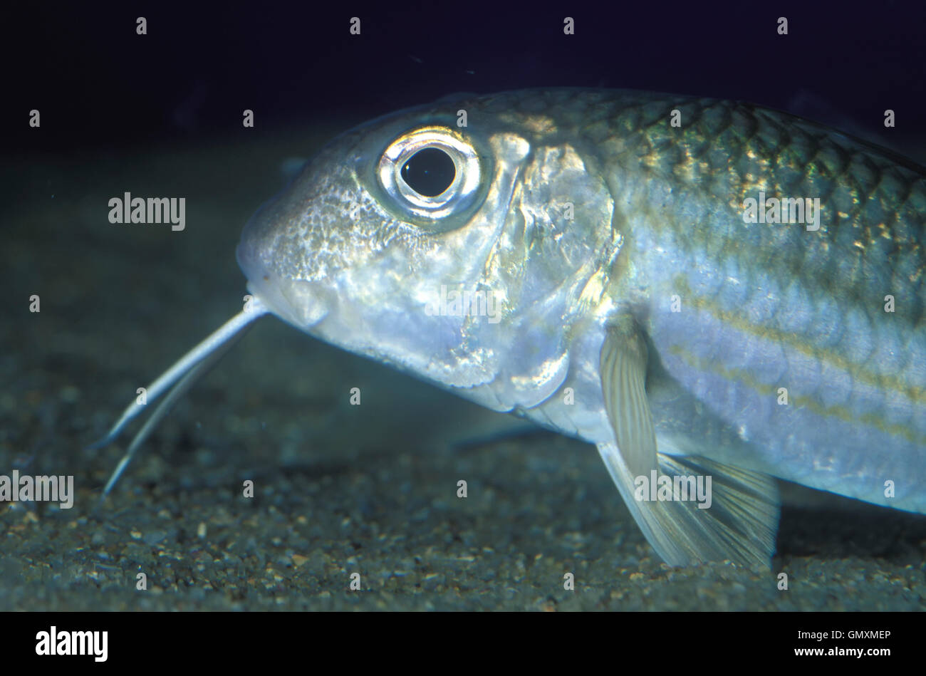 Striped Mullet Stock Photos & Striped Mullet Stock Images - Alamy
