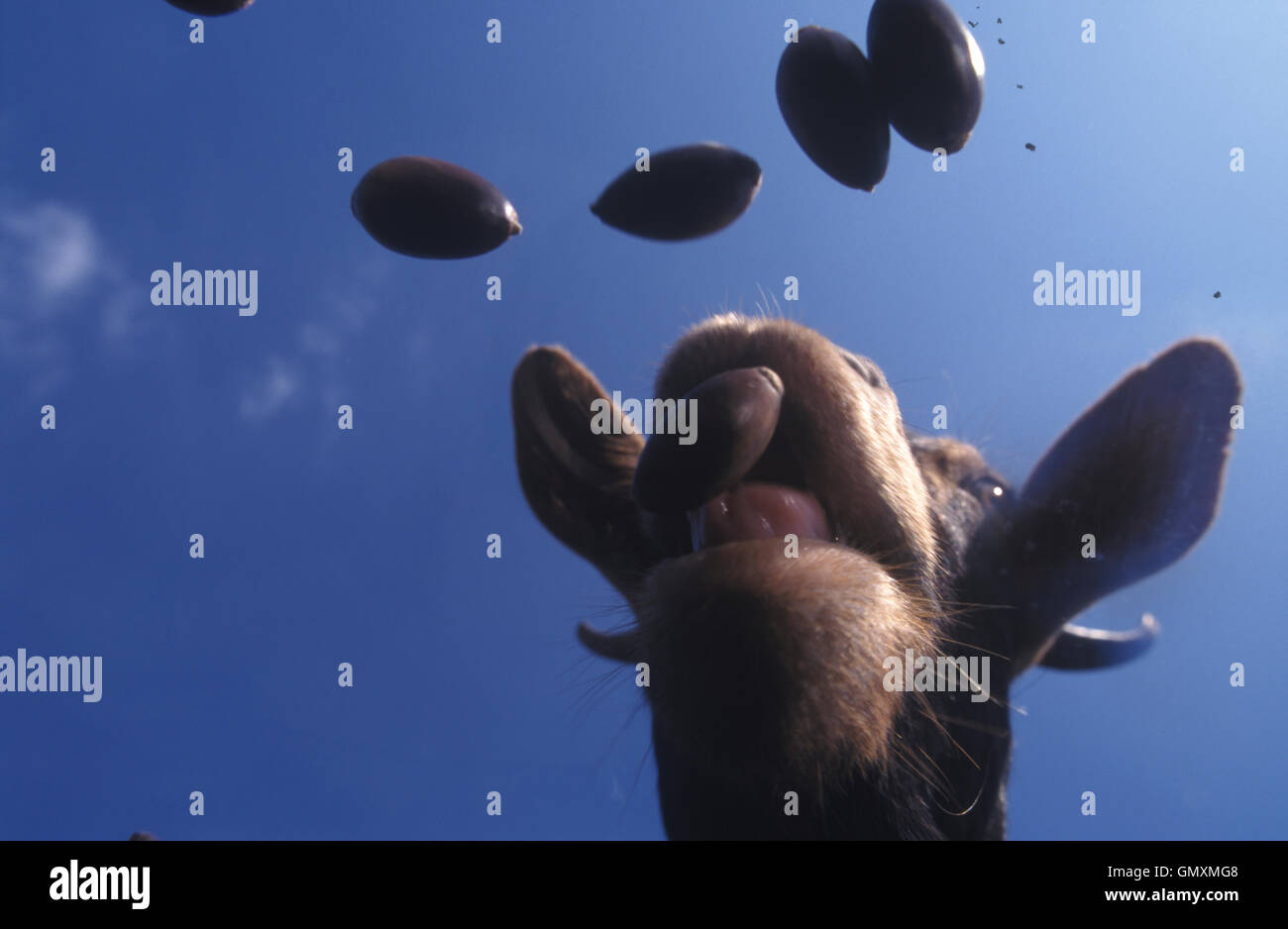 Goat Under High Resolution Stock Photography and Images - Alamy