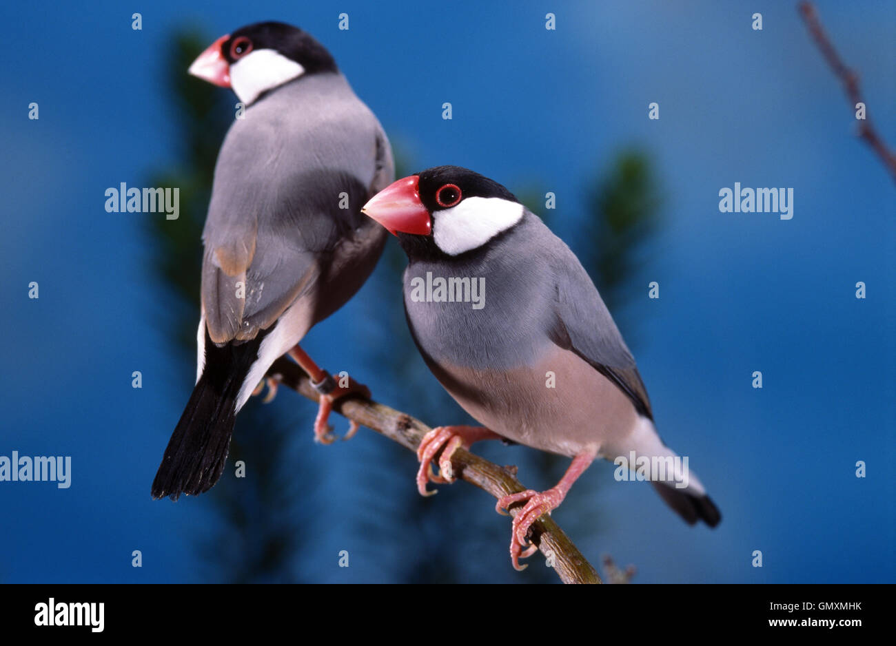 Serious Pest High Resolution Stock Photography and Images - Alamy