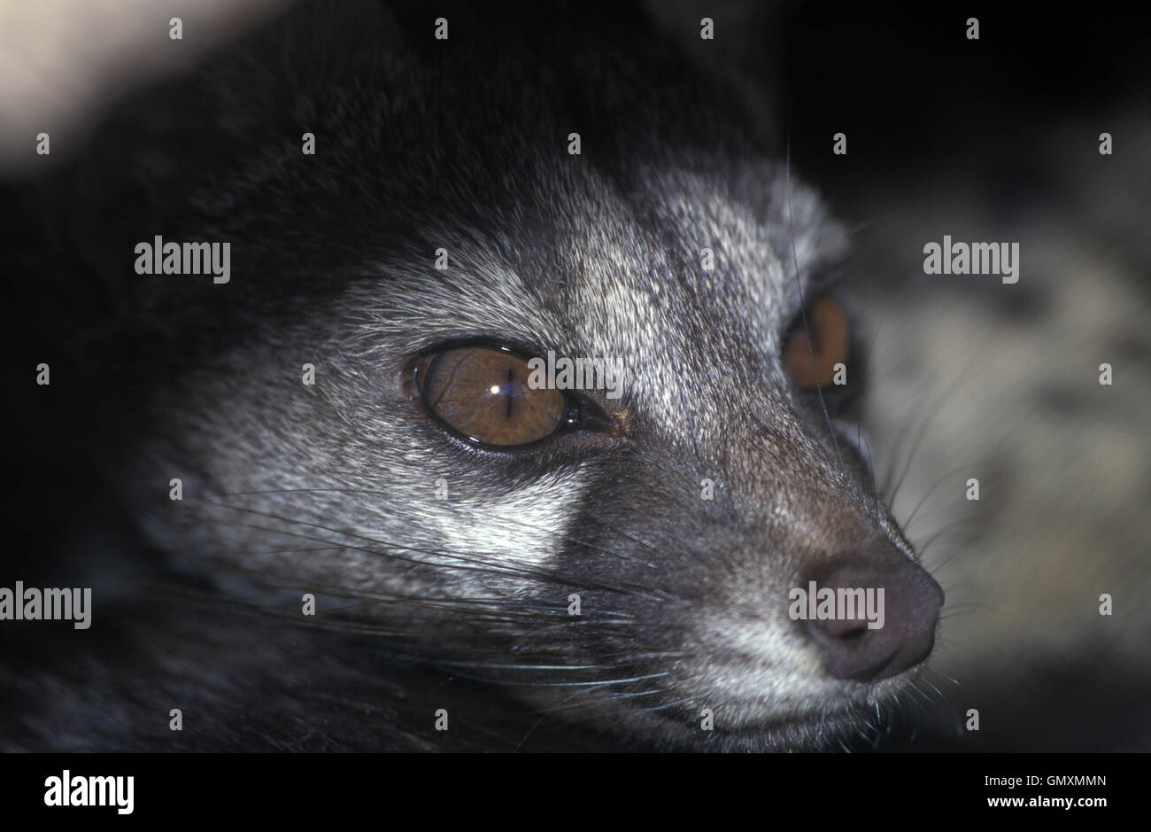 Genet Head High Resolution Stock Photography and Images - Alamy