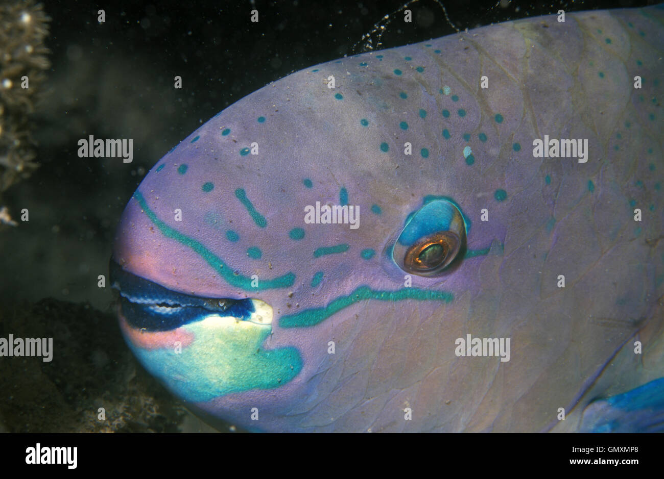 Parrotfish Teeth Stock Photos & Parrotfish Teeth Stock Images - Alamy