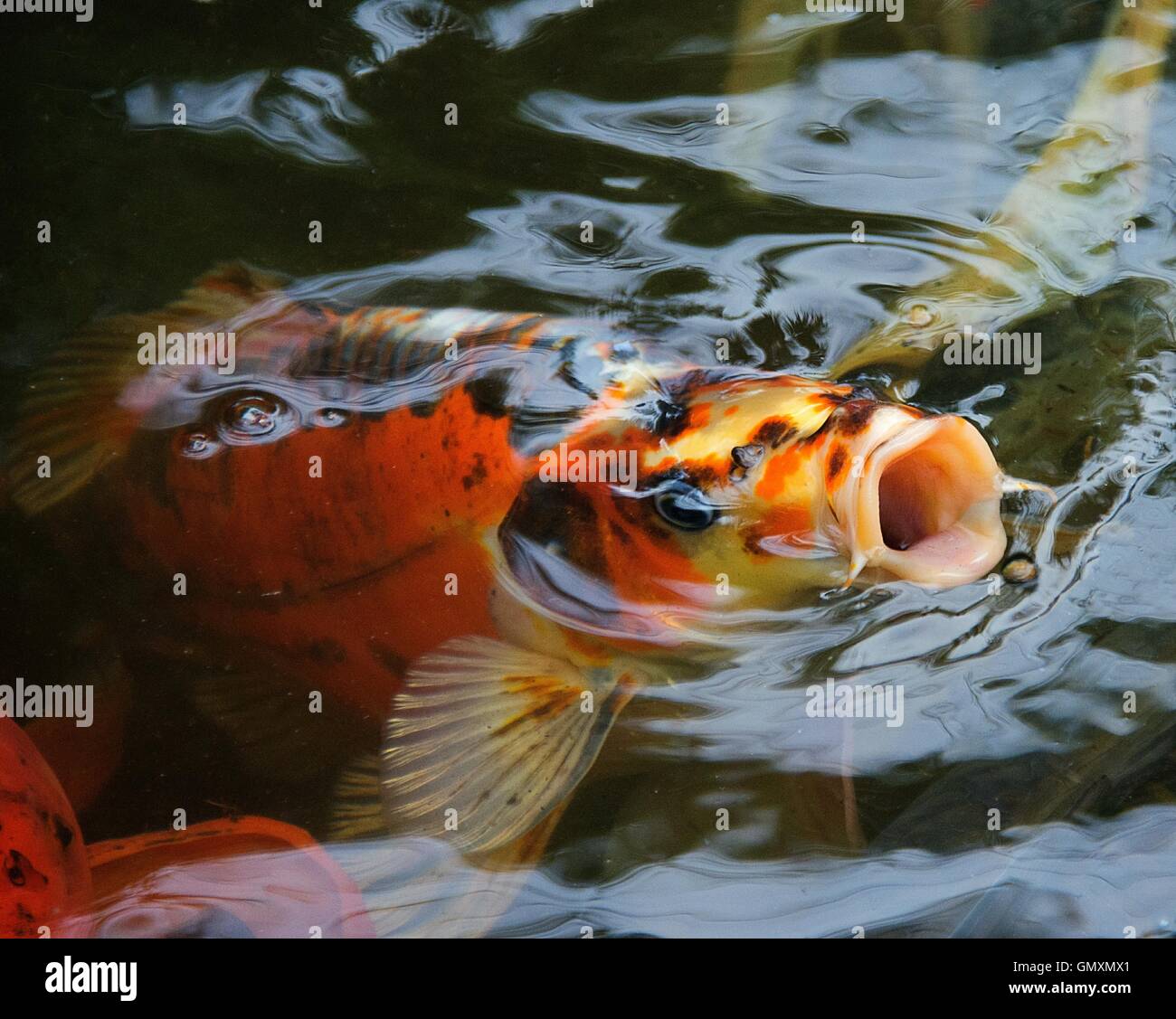 fish,feeding, Koi, water, lunch Stock Photo - Alamy