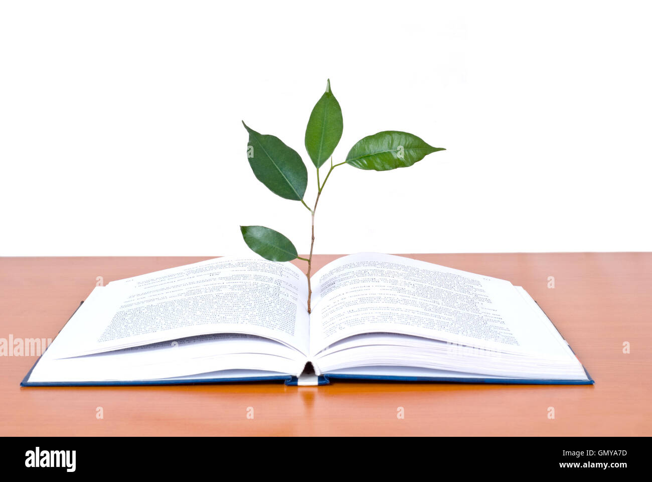Books and tree isolated on white background Stock Photo - Alamy