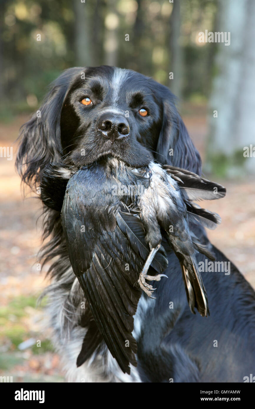 dog with dead crow during hunting training Stock Photo - Alamy