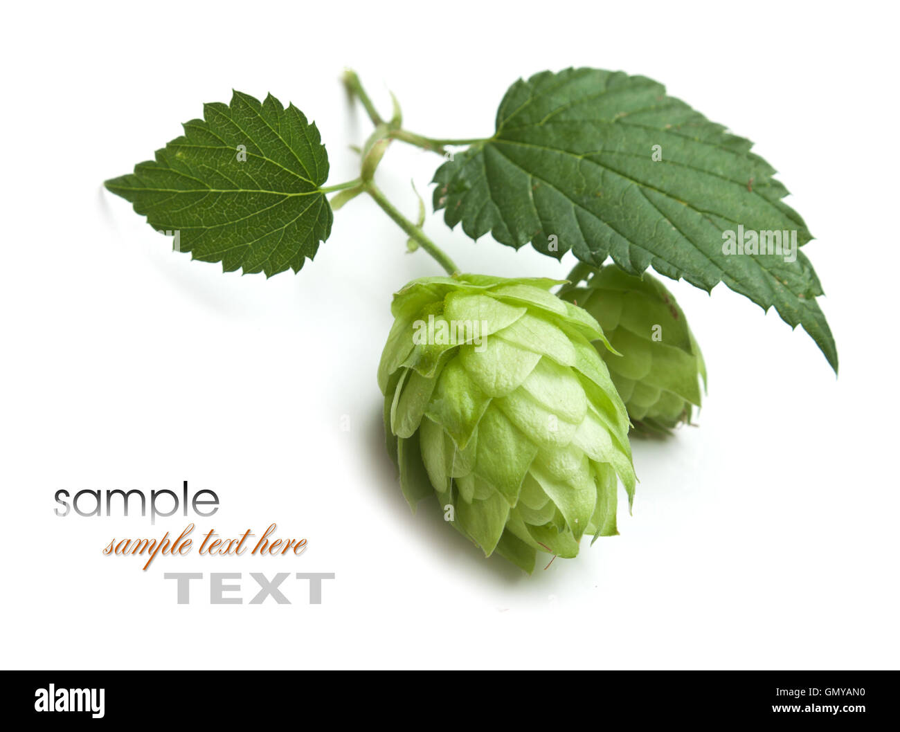 Aroma hops hi-res stock photography and images - Alamy
