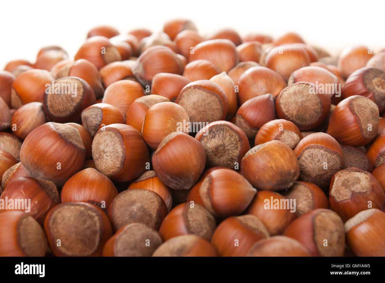 Large hazel tree hi-res stock photography and images - Alamy