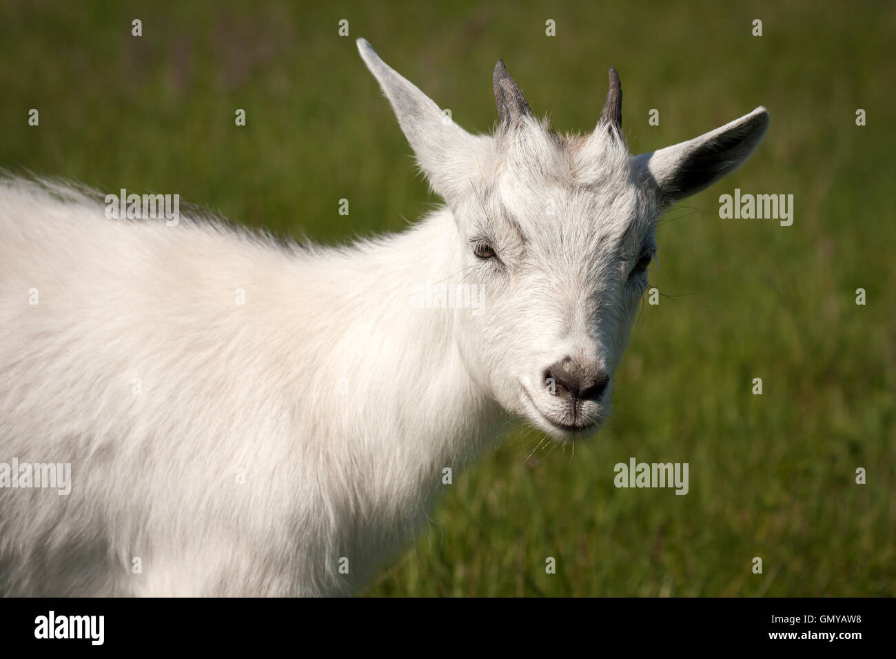 Goat animal hi-res stock photography and images - Alamy