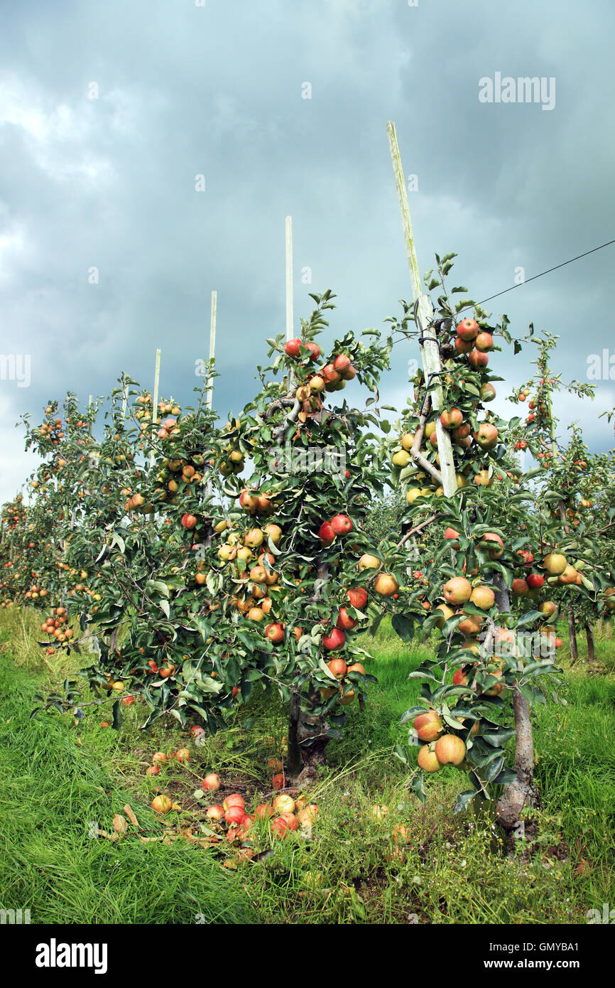 Apple orchard and threatening sky Stock Photo - Alamy