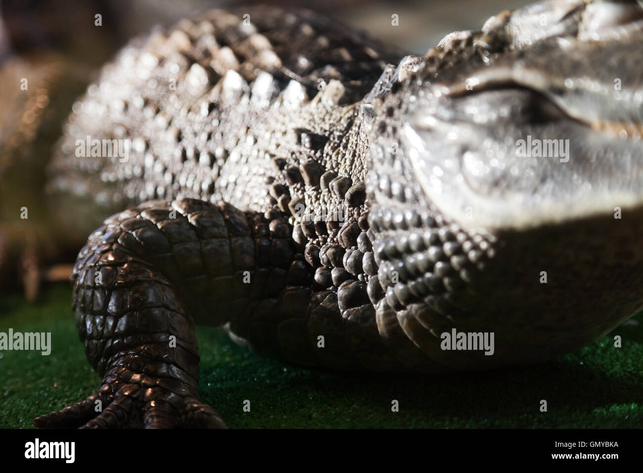 Hungry crocodile hi-res stock photography and images - Alamy