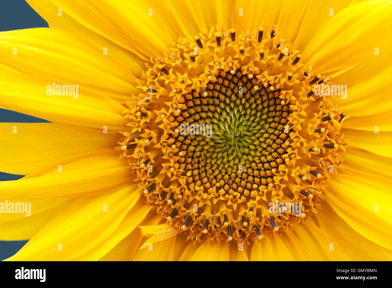 Multi head sunflower hi-res stock photography and images - Alamy