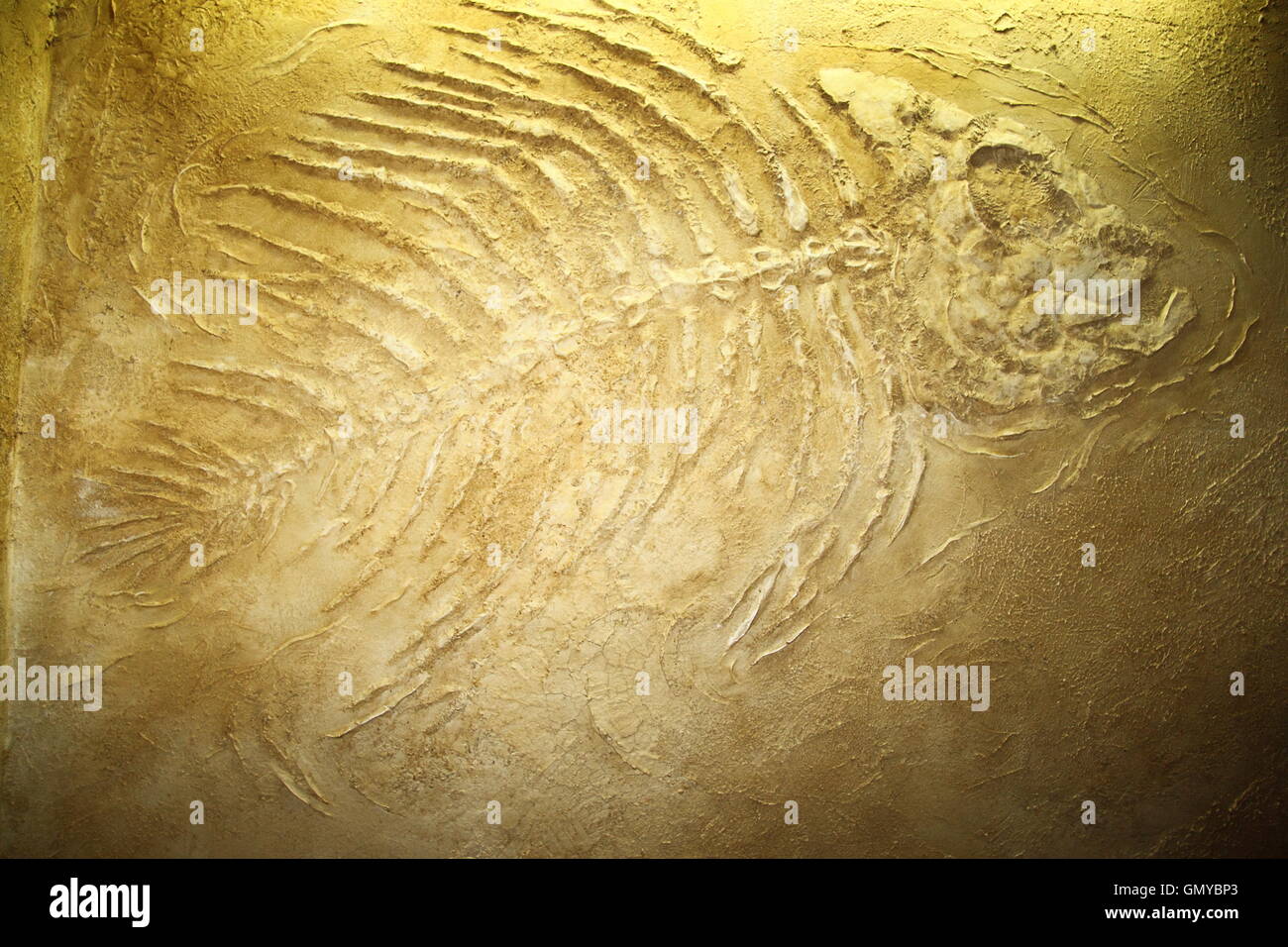 Giant fish fossils Stock Photo - Alamy
