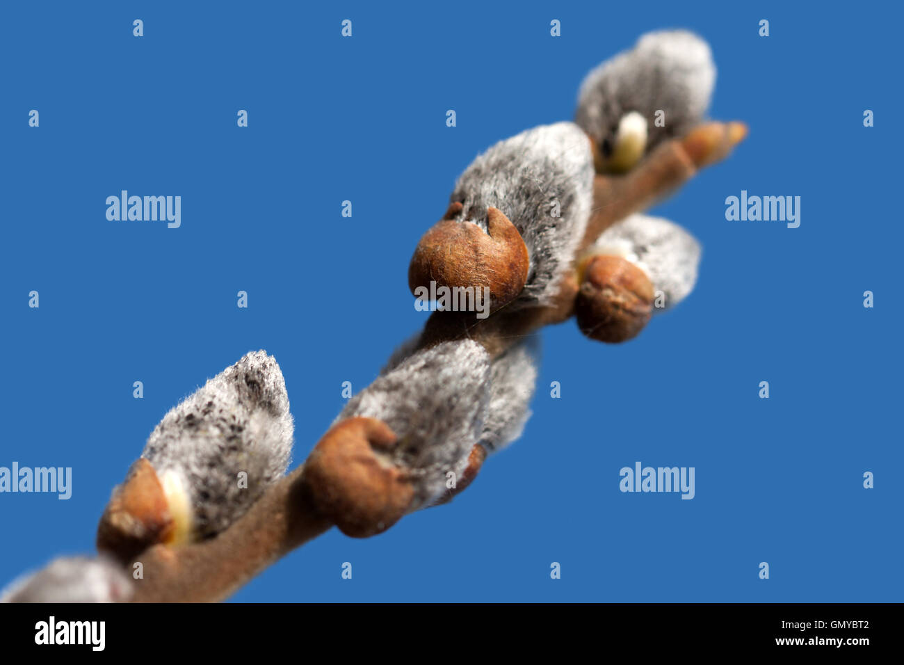 Willow tree flower hi-res stock photography and images - Alamy
