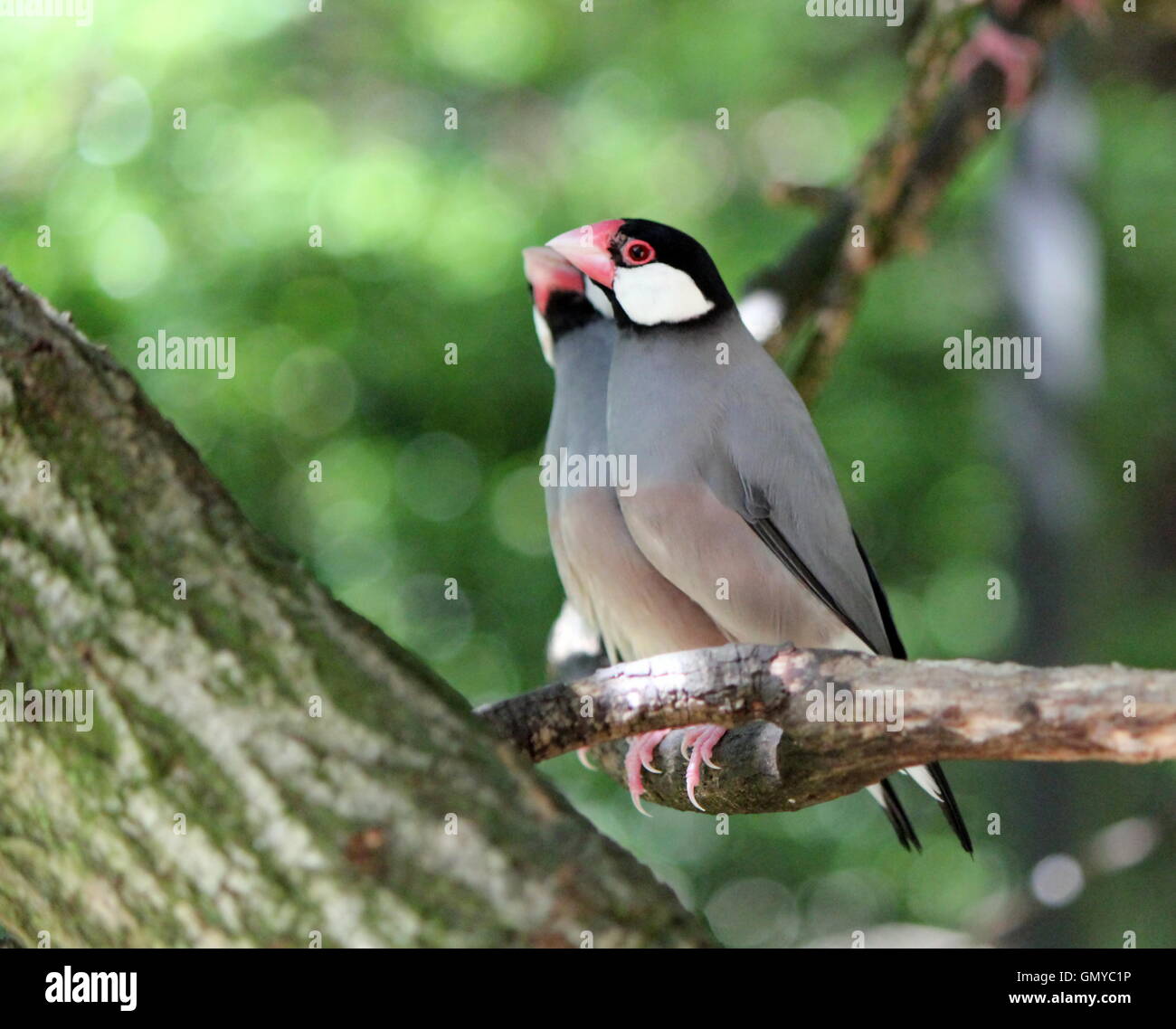 Birds of java hi-res stock photography and images - Alamy