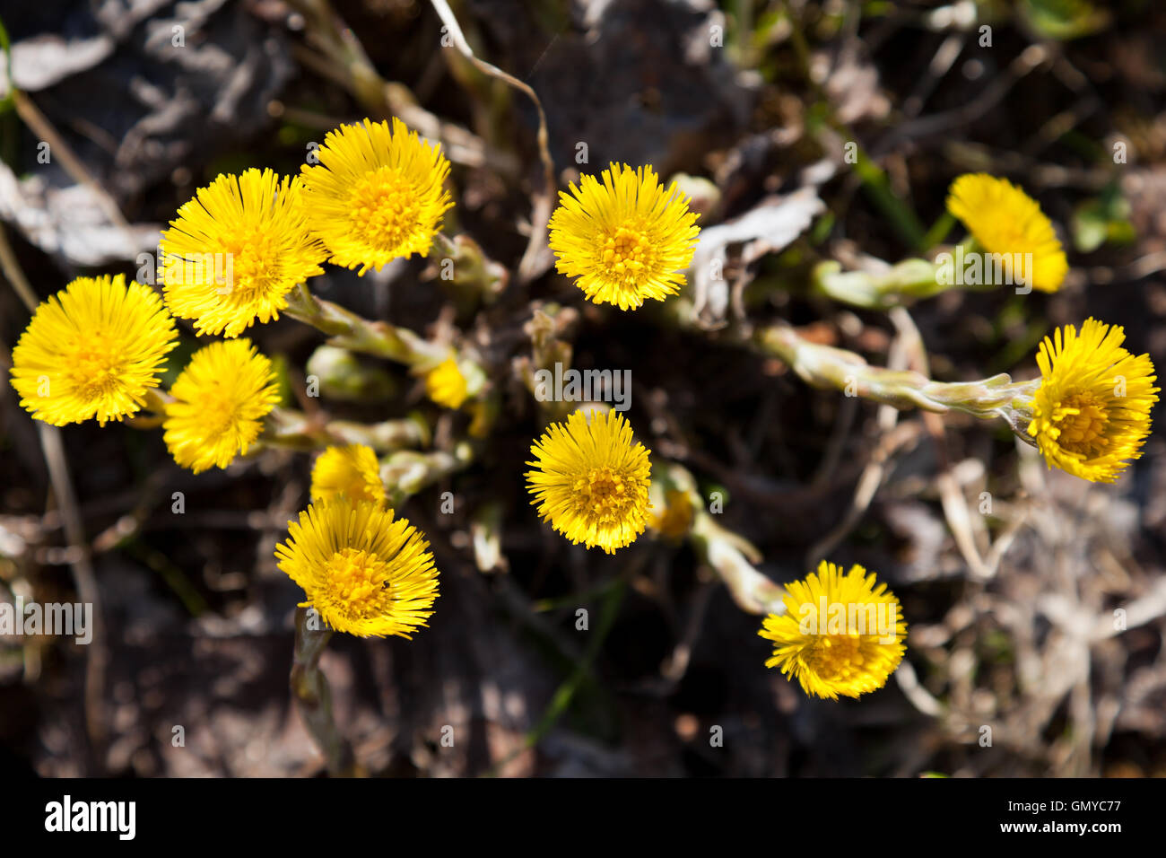 Foalfoot coltsfoot flower Stock Photo - Alamy