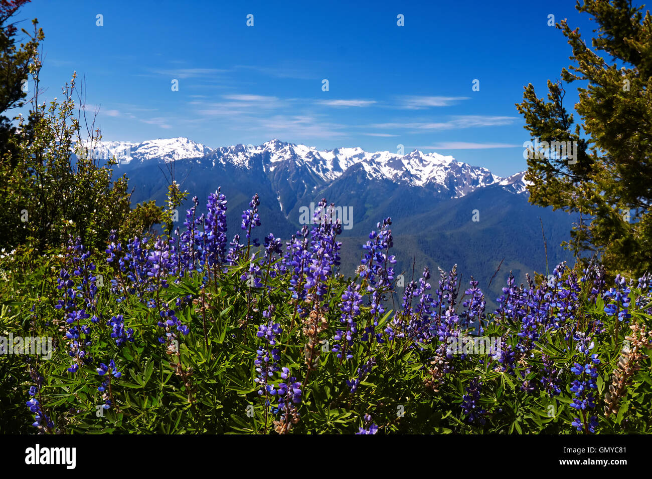 Hurricane ridge flowers hi-res stock photography and images - Alamy