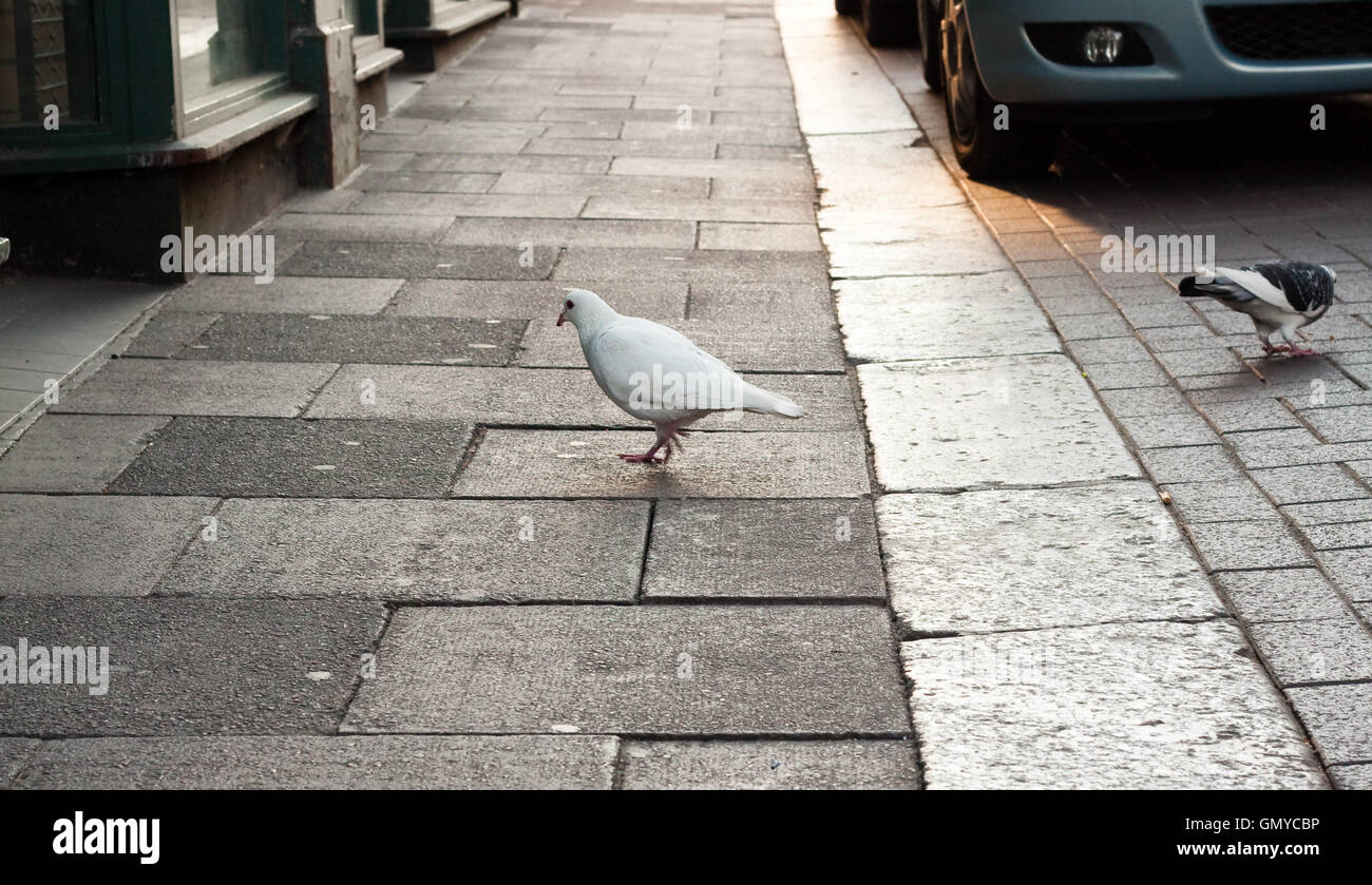 Pigeon thinking hi-res stock photography and images - Alamy