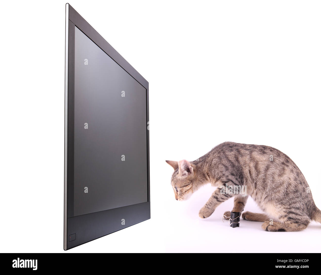 Cat looking on display Stock Photo - Alamy