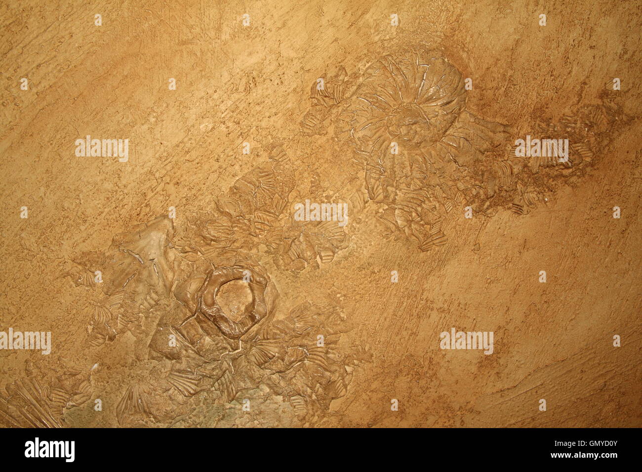 Shell in stone sediment abstract background Stock Photo - Alamy