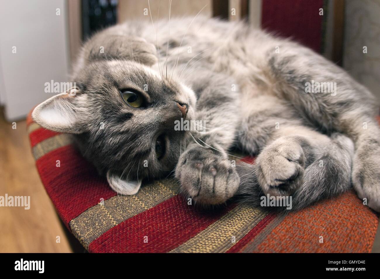 Cat is waking up Stock Photo - Alamy