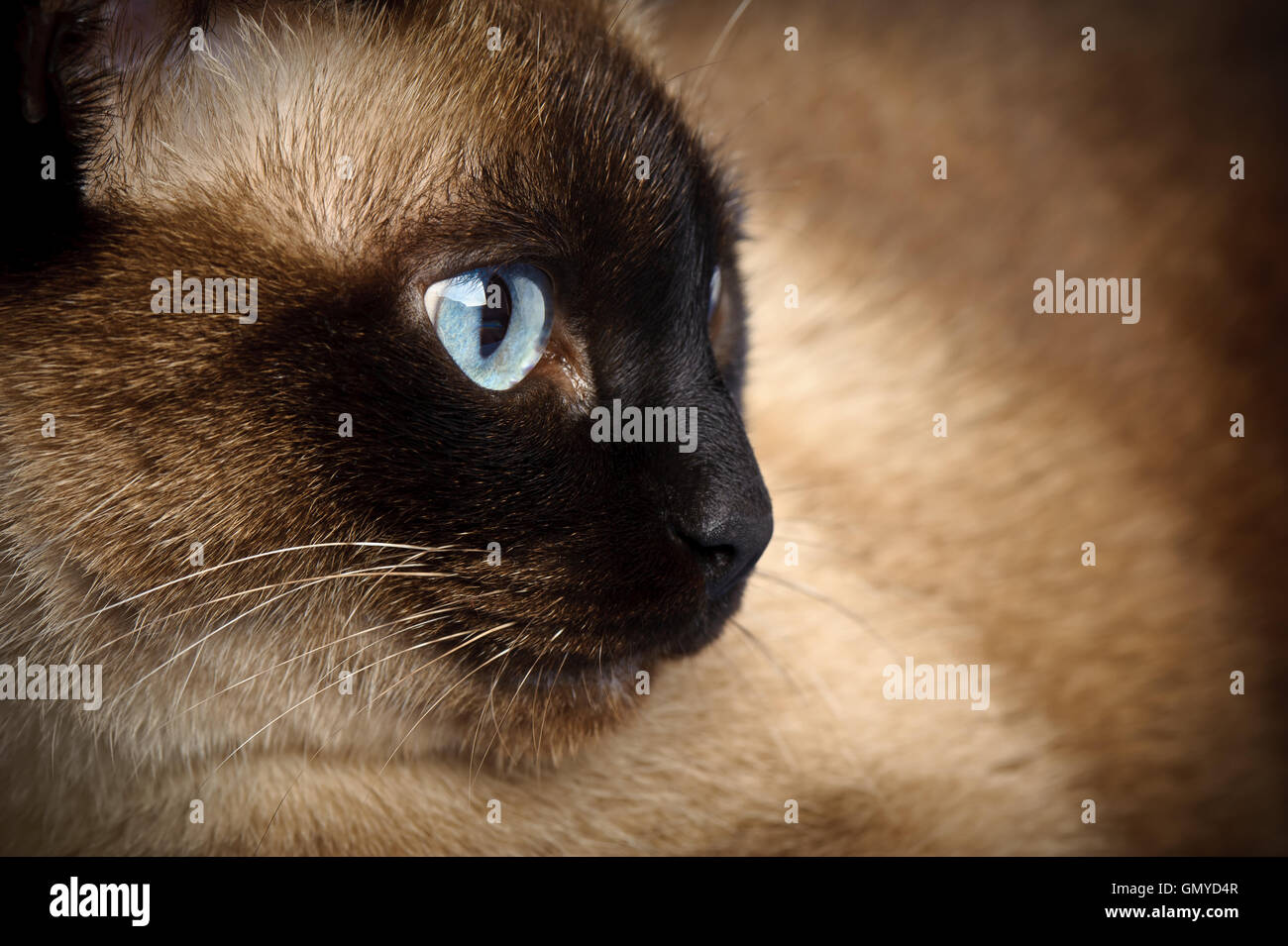 siamese cat closeup Stock Photo - Alamy