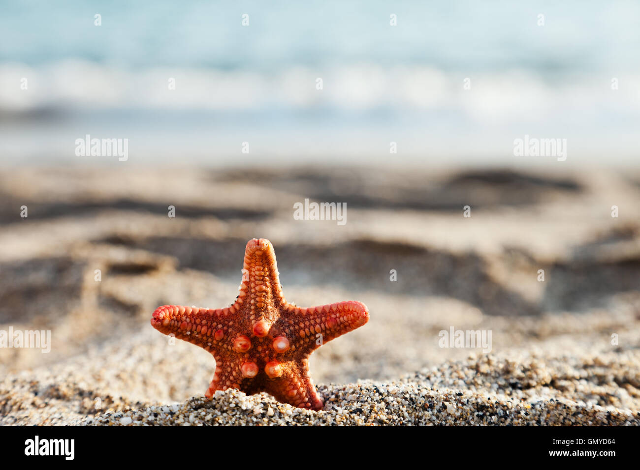 Sun star starfish hi-res stock photography and images - Alamy