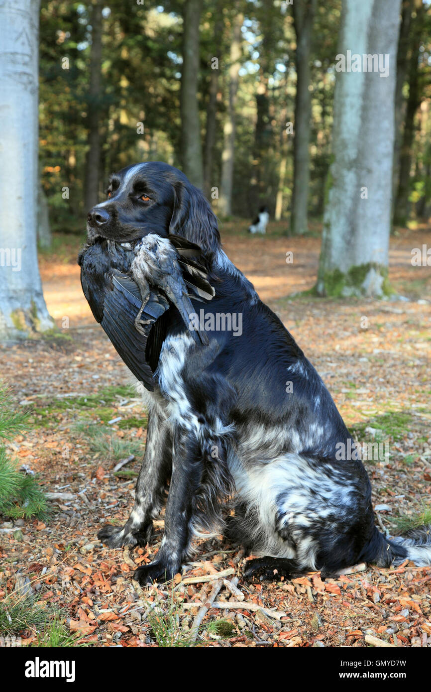 Crow dog hi-res stock photography and images - Alamy