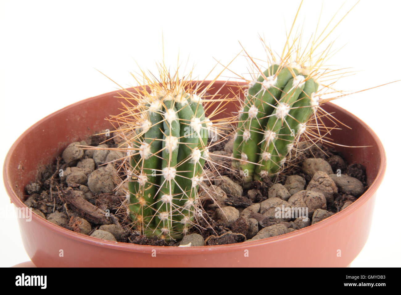 Two Cactus High Resolution Stock Photography and Images - Alamy