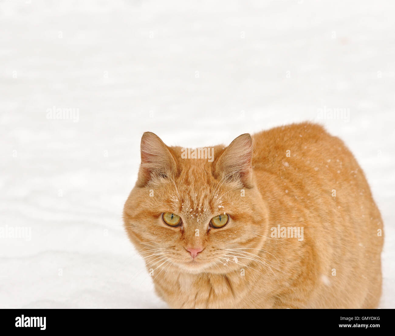 Orange cat snow hi-res stock photography and images - Alamy