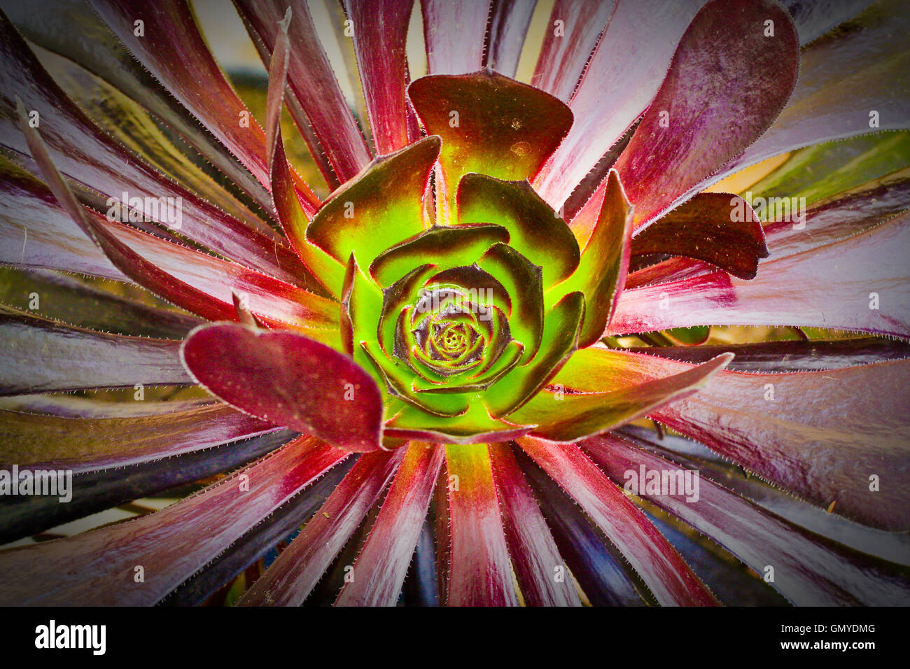 Aeonium arboretum hi-res stock photography and images - Alamy