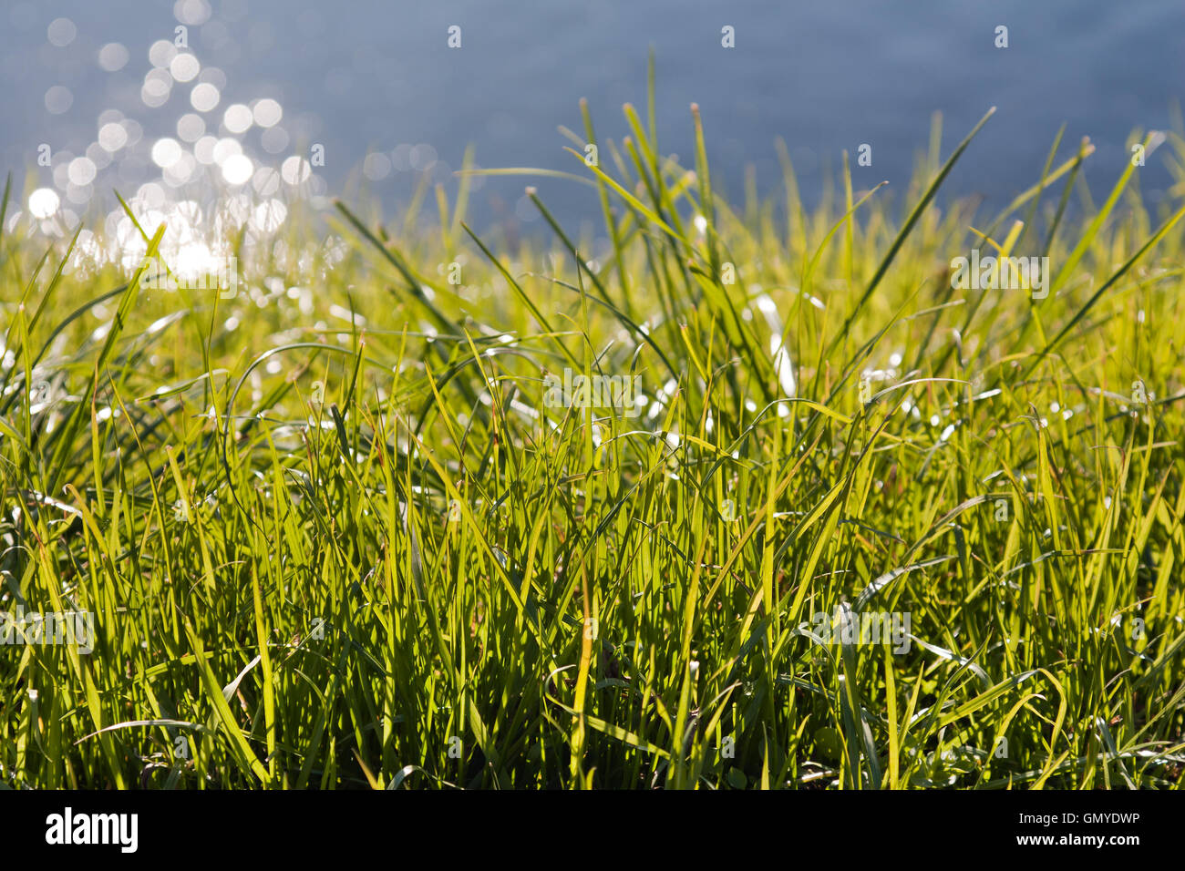 Green grass on river beach Stock Photo - Alamy