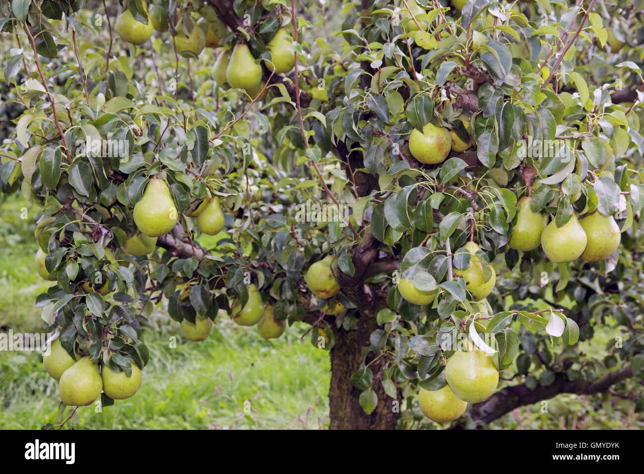 Pear tree in fall hi-res stock photography and images - Alamy