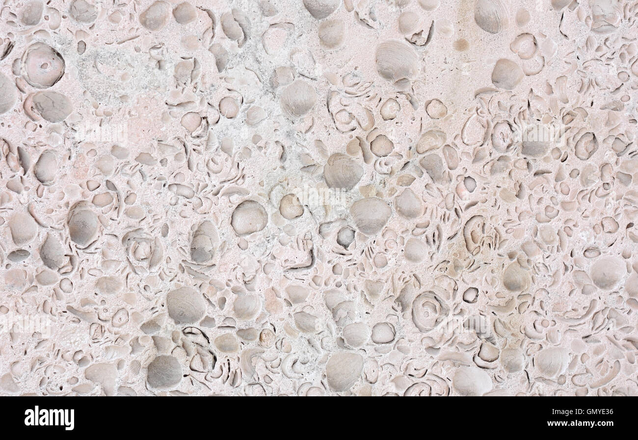 pattern of shells in concrete as building material Stock Photo - Alamy