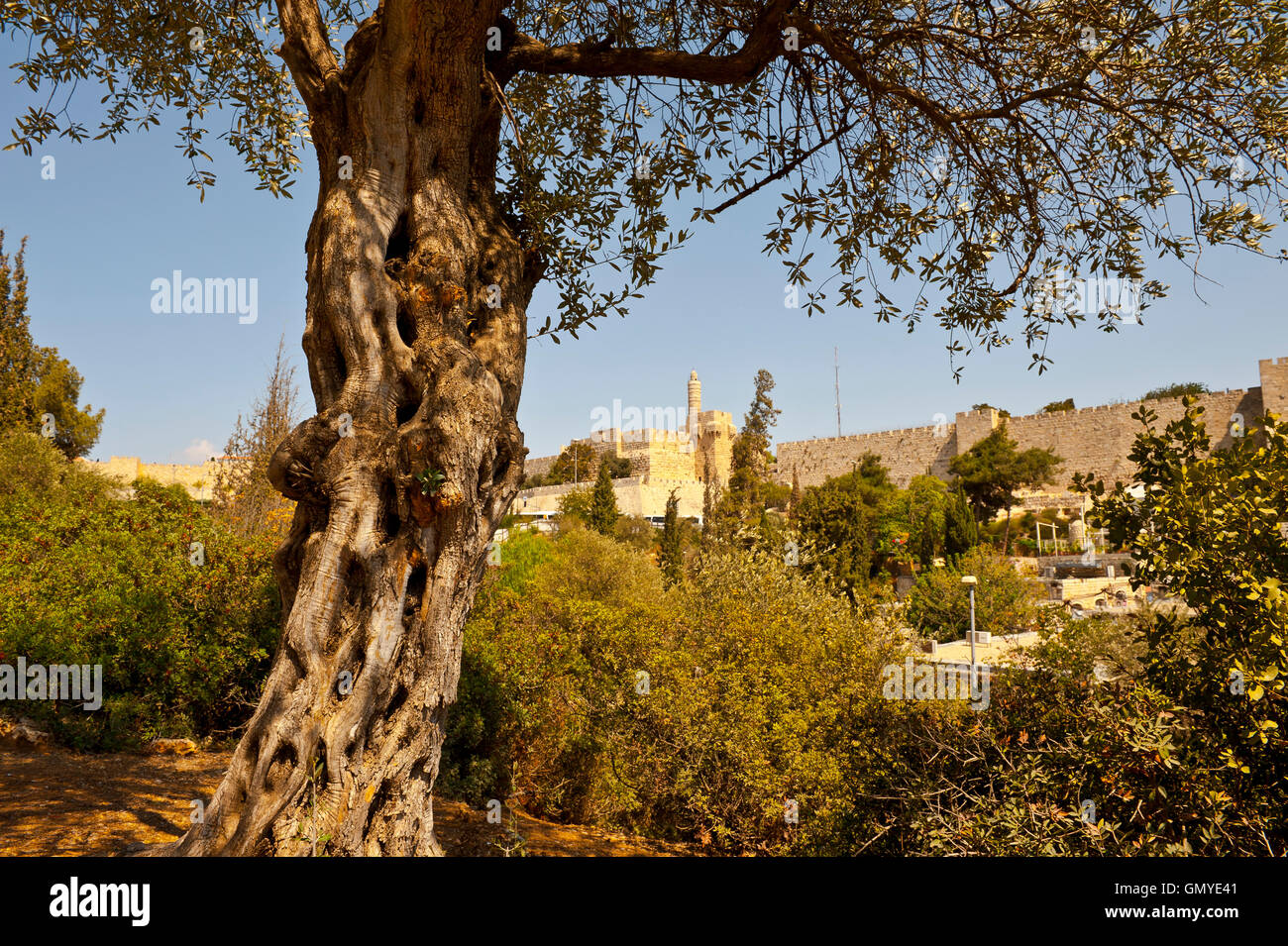 Islam olive tree hi-res stock photography and images - Alamy