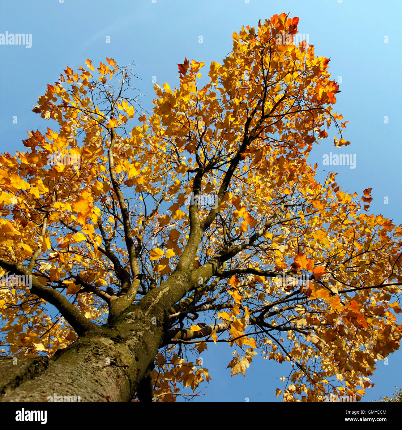 Maple tree in the fall Stock Photo - Alamy
