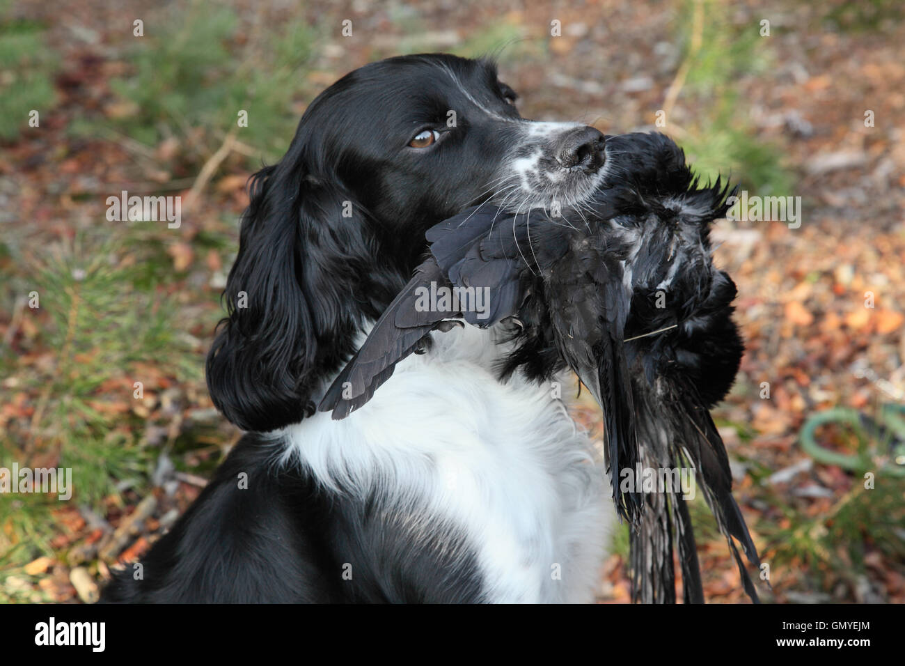 Crow dog hi-res stock photography and images - Alamy