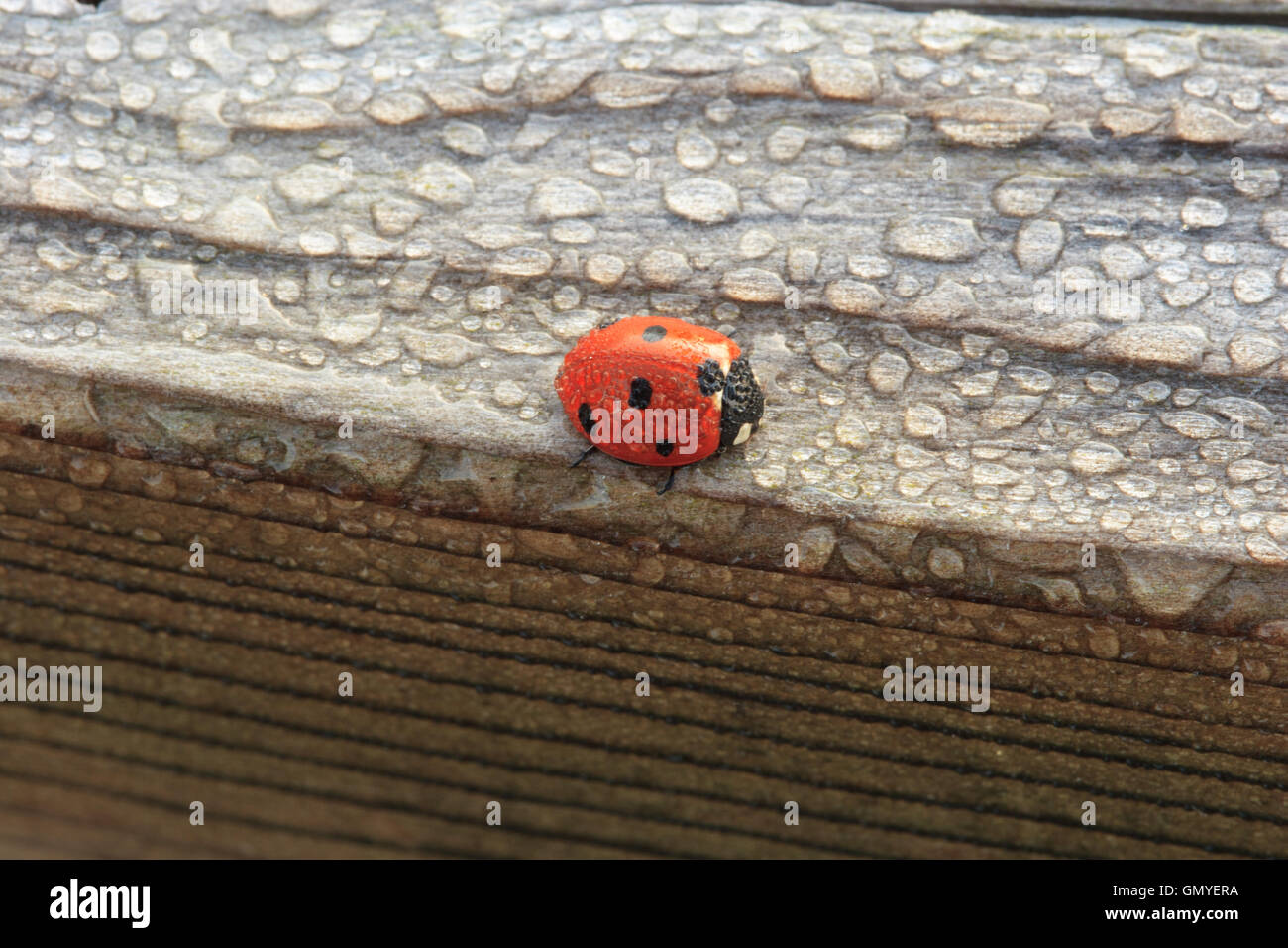 Ladybug covered by morning dew hi-res stock photography and images - Alamy