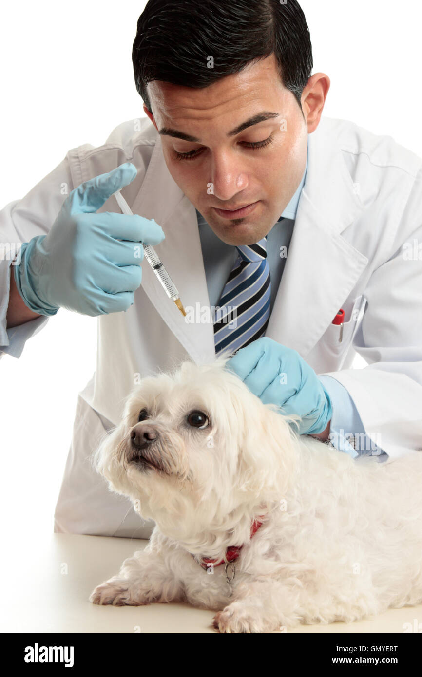 Vet medicating small dog needle Stock Photo - Alamy