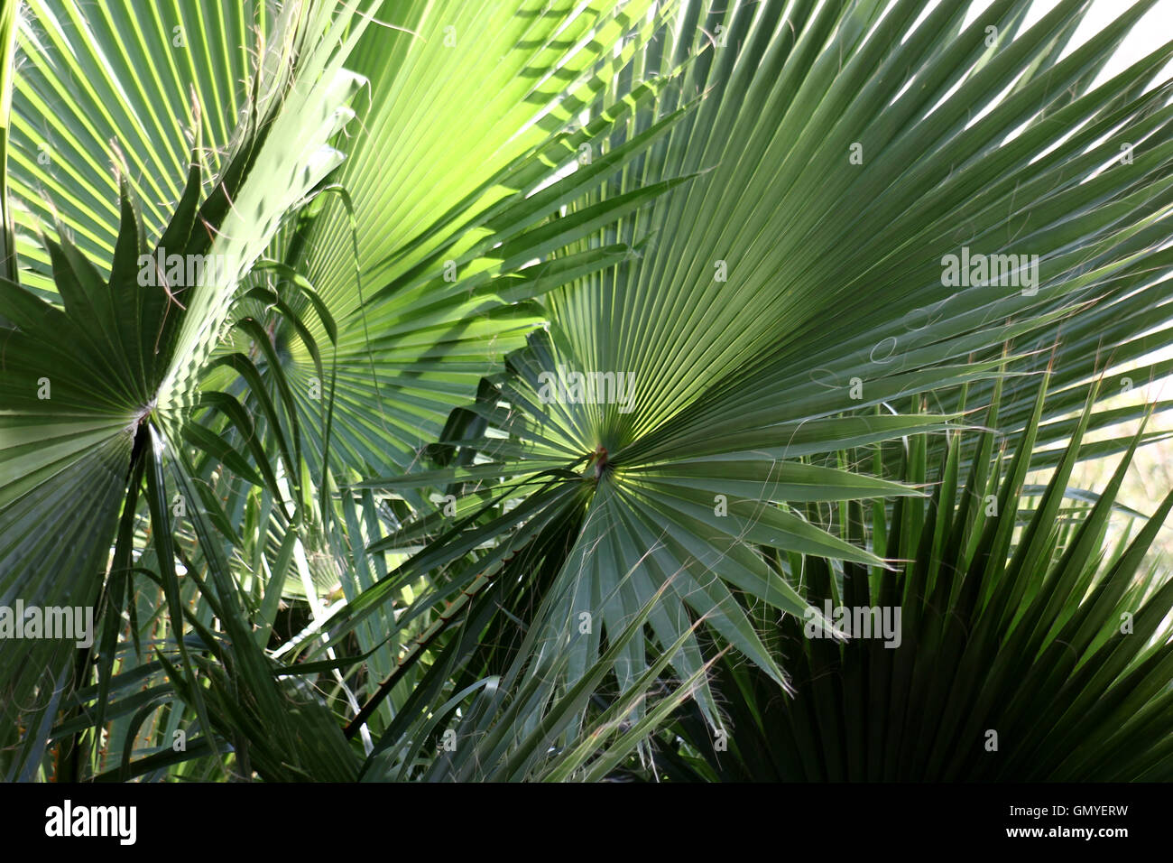 Washington palm hi-res stock photography and images - Alamy