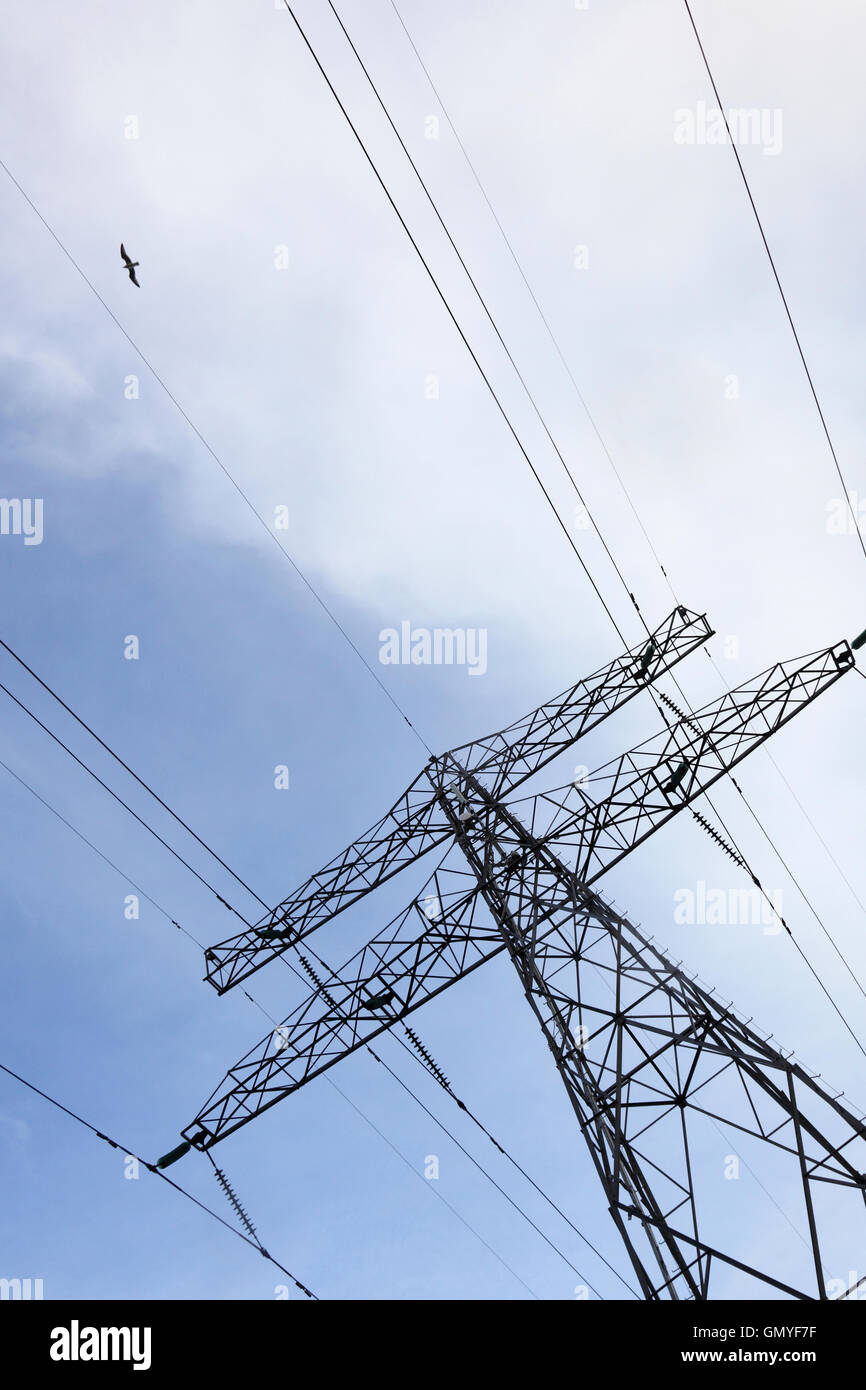Electric power line and bird Stock Photo - Alamy