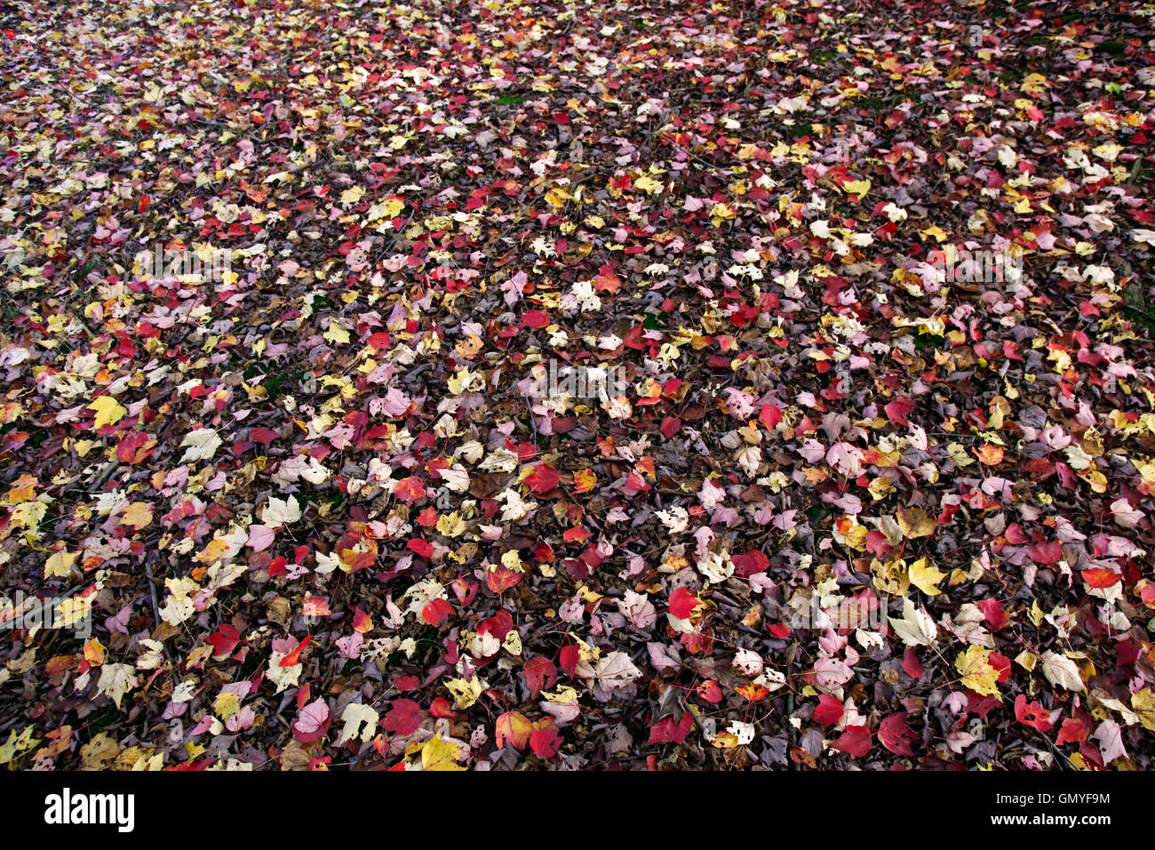 Leafs on the floor hi-res stock photography and images - Alamy