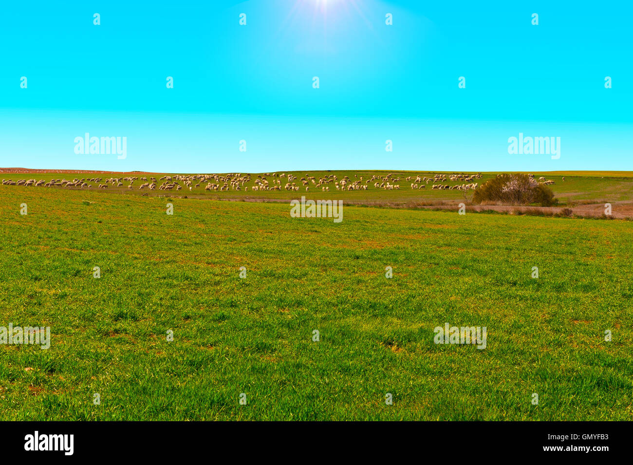 Animal boundary hi-res stock photography and images - Alamy