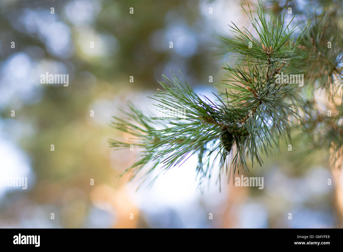 Pine tree branch close-up Stock Photo - Alamy