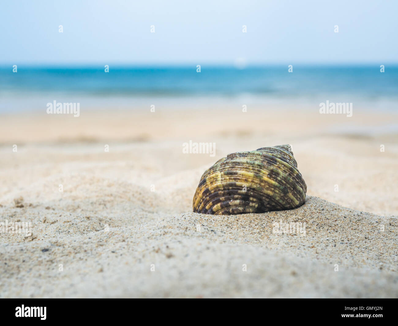Sea shell on the beautiful tropical beach Stock Photo - Alamy