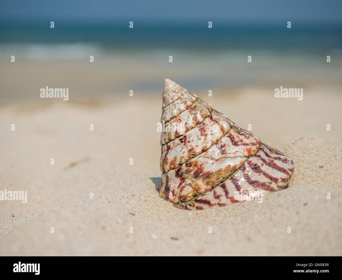 Sea shell on the beautiful tropical beach Stock Photo - Alamy